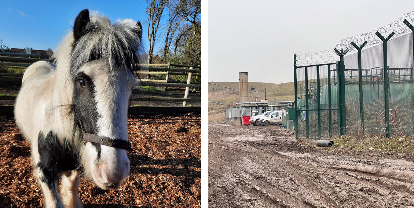 Bransby Horses rescue pony dumped on landfill site - Lincolnshire ...